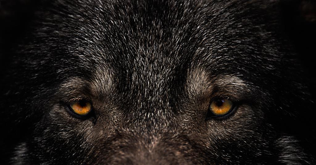 How you can discern good leaders from vicious wolves | Opinion ...
