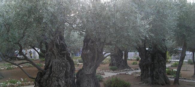 What Christians can learn from the humble olive tree | Opinion ...