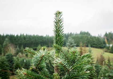 Green Christmas book: How to celebrate sustainably while honouring God ...