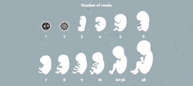 Does individual life really begin at conception? | Archive content ...
